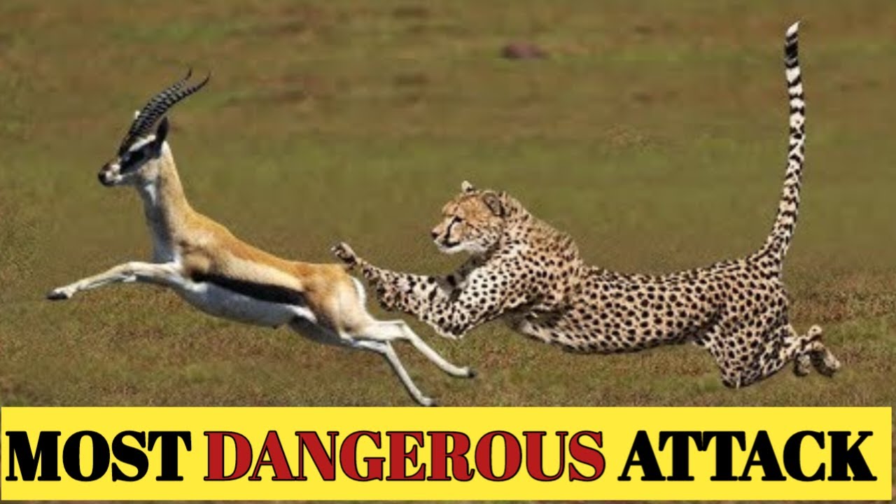 The most incredible wild animals battles captured on camera | Most wild ...