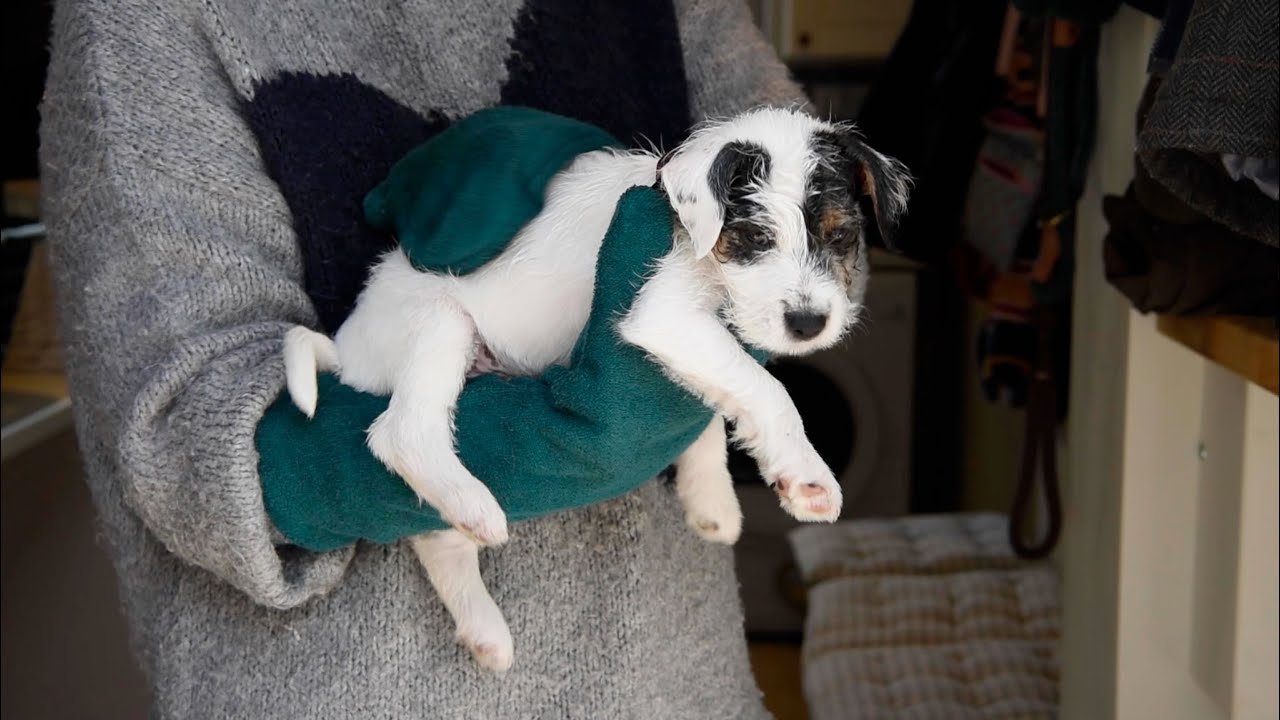 Founder Alison Priestley demonstrates our hugely popular Dog Drying ...