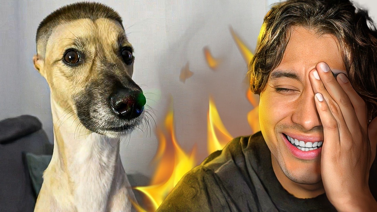 ROSTEANDO a las mascotas de mis seguidores 😡 - YouTube