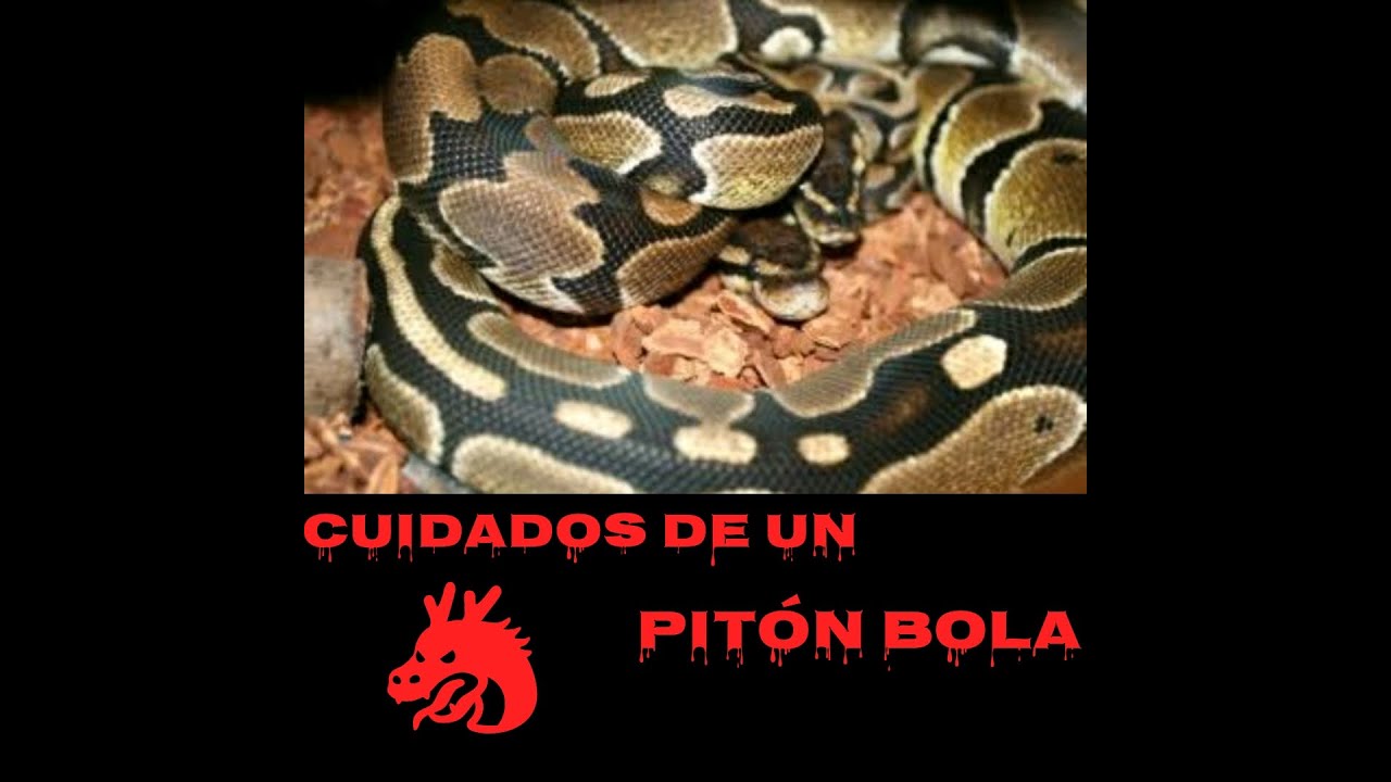 Cuidados de un Pitón Bola (Python Regius) - YouTube