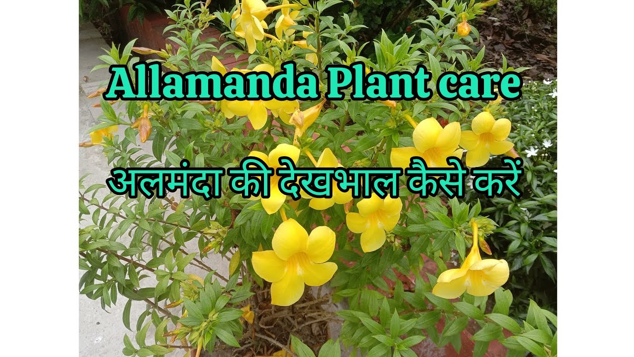 Allamanda plant care|अलमांडा की देखभाल कैसे करें #gardening #allamanda ...