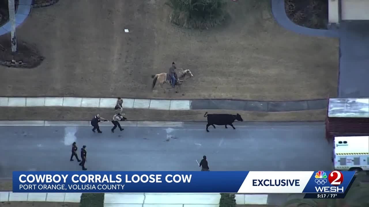 Cowboy who captured loose cow in Port Orange searching for owner - YouTube