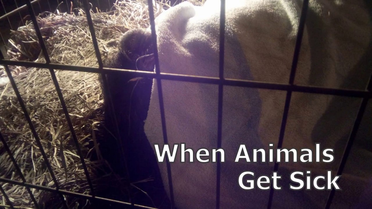 When Animals Get Sick - YouTube