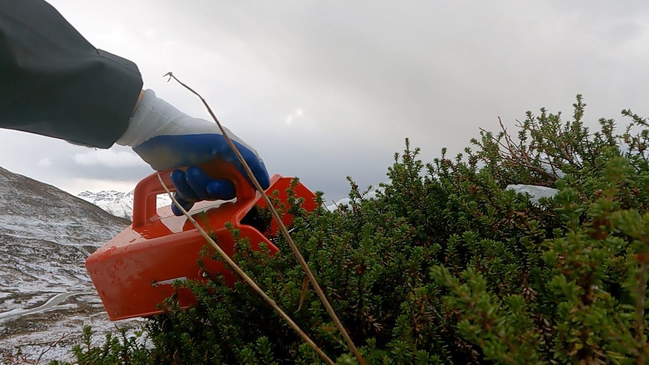 Wild Berry Foraging in Hatcher Pass, Alaska - Oct 16 2022 - YouTube