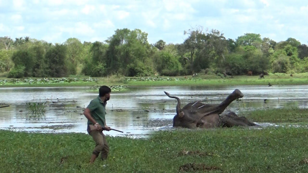Critically Injured Elephant Treat by Wildlife Officers | Wild Island SL ...
