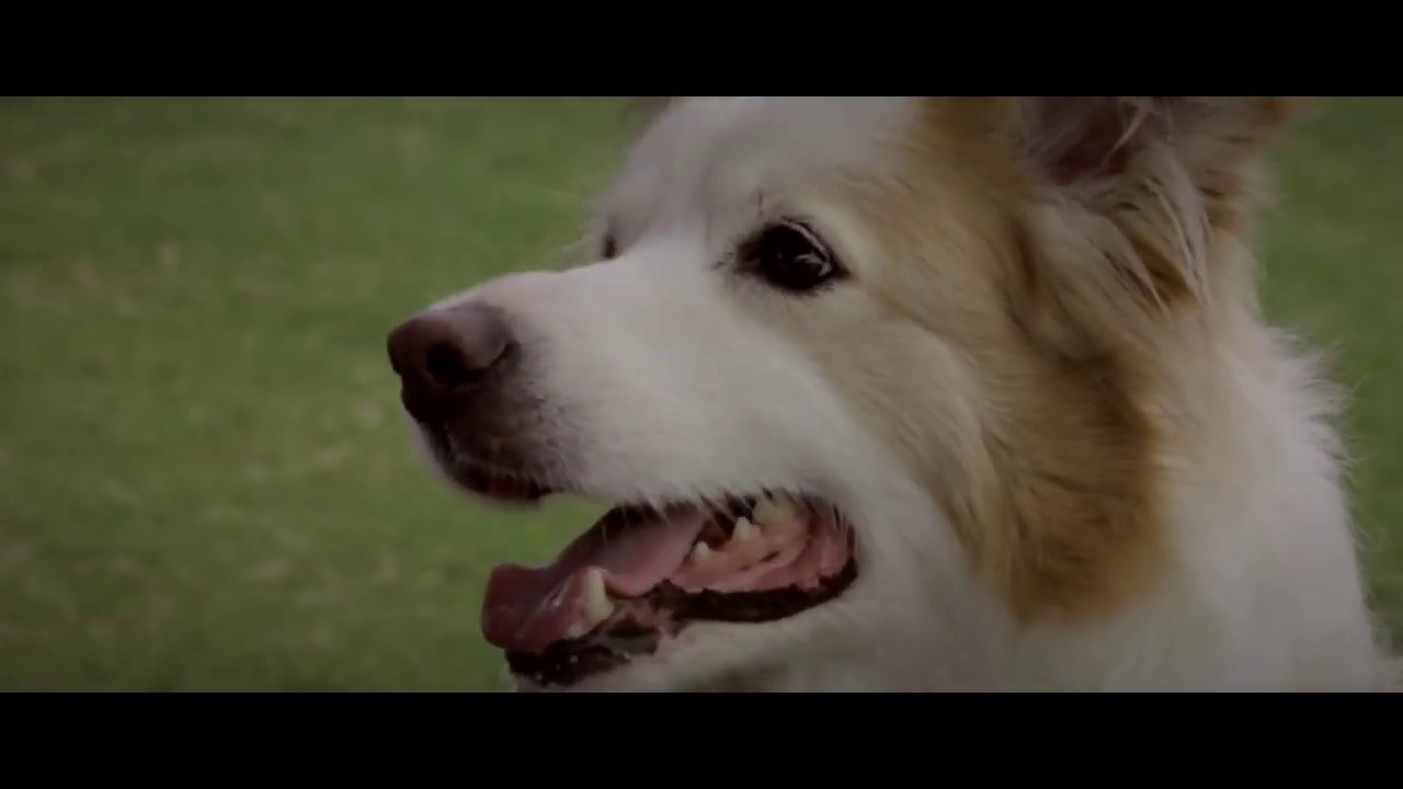 Fly High: Story of the Disc Dog - on Adventure Reels TV Trailer - YouTube