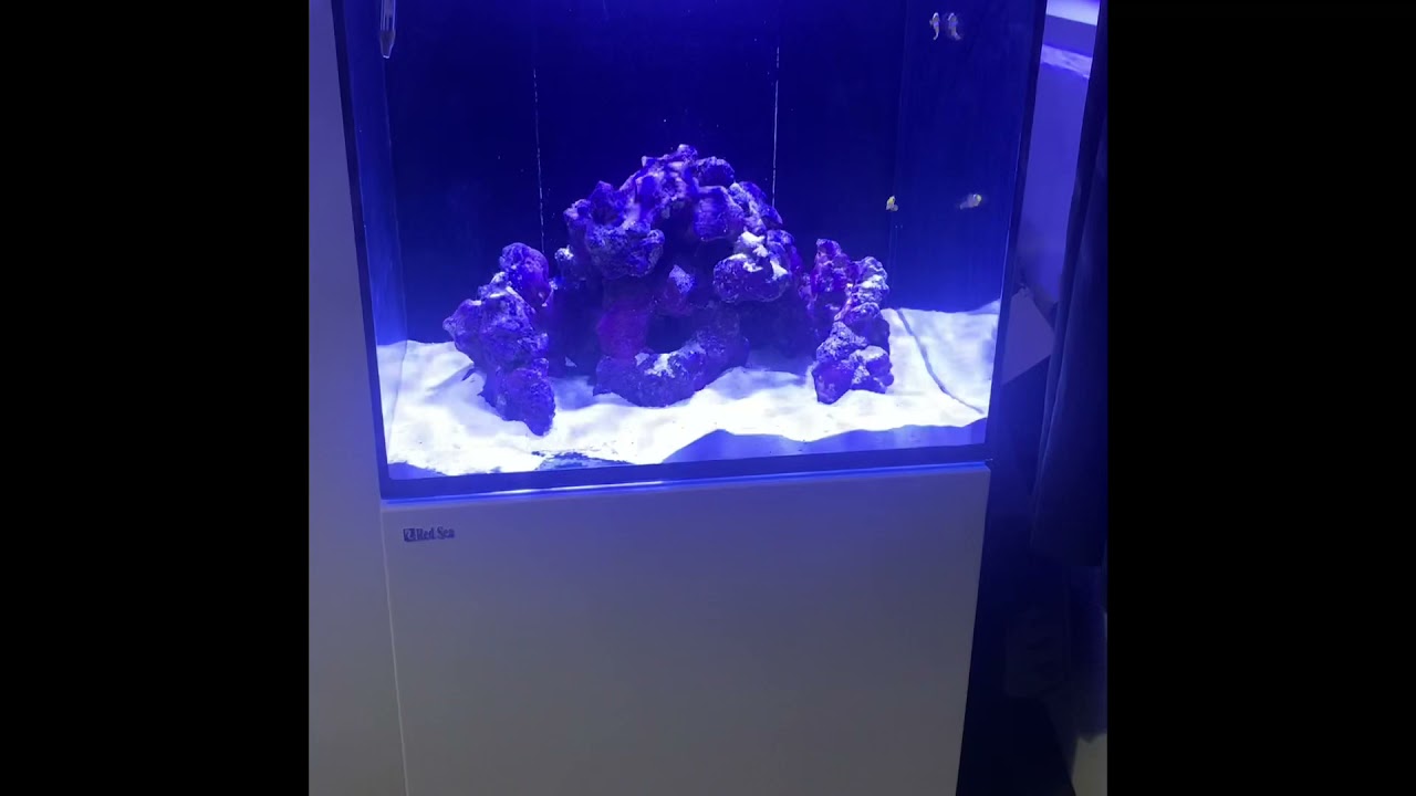 Red Sea Reefer 170 NEW - YouTube
