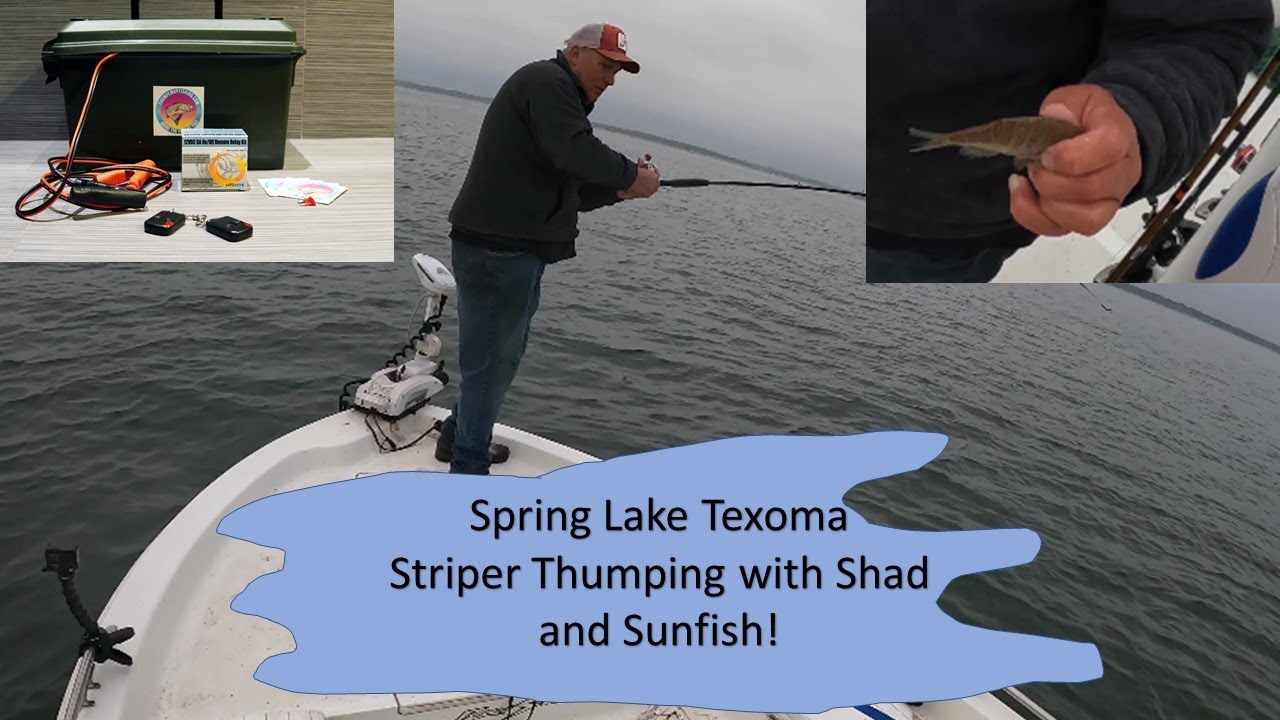 Catching Striper on Shad and Sunfish! Epic Spring Fishing and Thumping ...