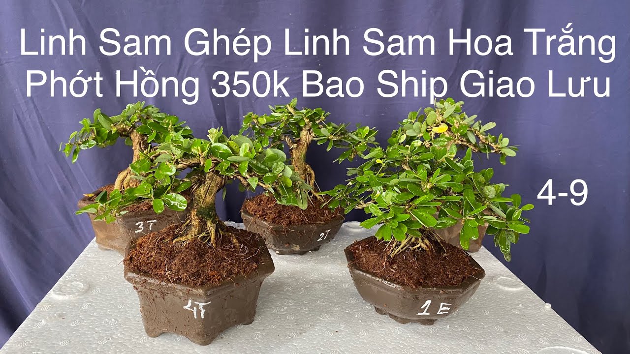 Linh Sam Ghép Linh Sam Hoa Trắng Phớt Hồng Mini 350k Bao Ship Giao Lưu ...