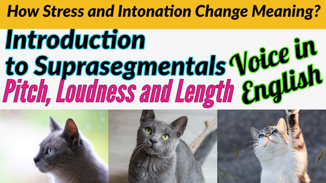 SUPRASEGMENTAL Features | Stress | Pitch | Frequency | Intonation ...