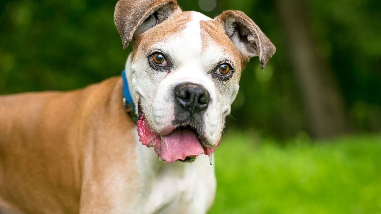 How to Teach Your Boxer not to Pull on the Leash During Walks - YouTube