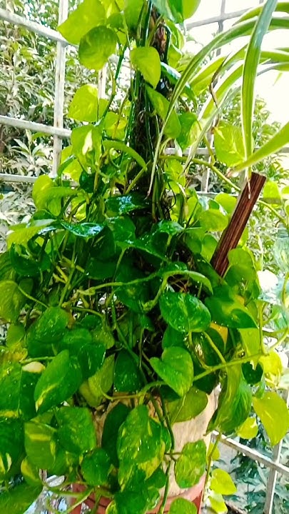 Ultimate Guide to Money Plant Care 💚 #moneyplant#trending #indoorplants ... Ultimate Guide to Money Plant Care 💚 #moneyplant#trending #indoorplants ...