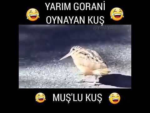 Reynmen halay çekiyor.         Reynmen yeni müziği