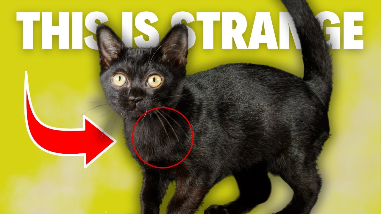 6 Odd Bombay Cat Behaviors Explained - YouTube