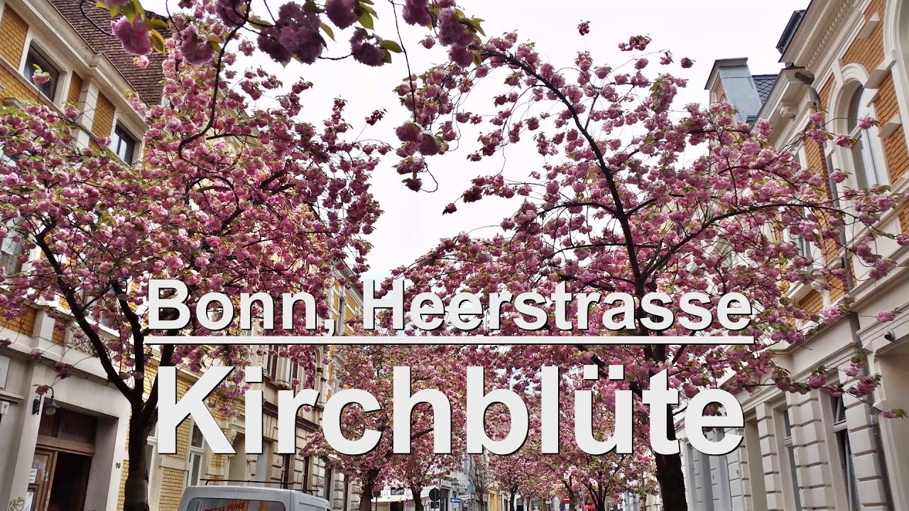 Amazing // cherry blossom time // japanische Kirschblüte in Bonn ...