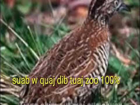 suab w quaj dib tuaj zoo heev 2021 - YouTube