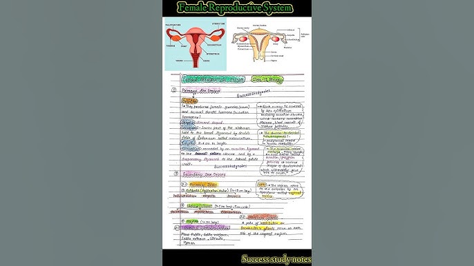 Female Reproductive System Notes Part 2 Youtube