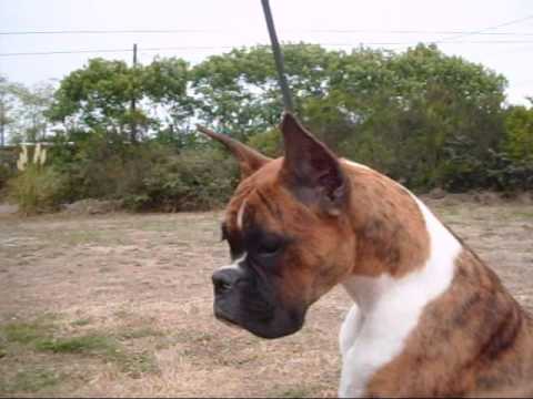 Boxer Dog Show Practice - YouTube