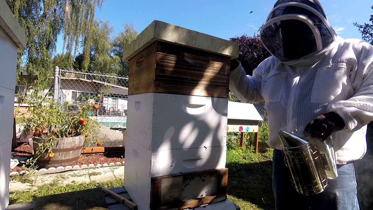 Using a smoker on your hive with Alan Woods - YouTube