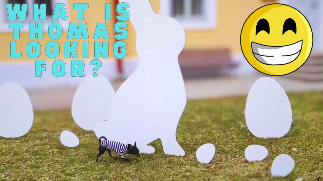 A new place for Thomas's relaxing walk! - YouTube