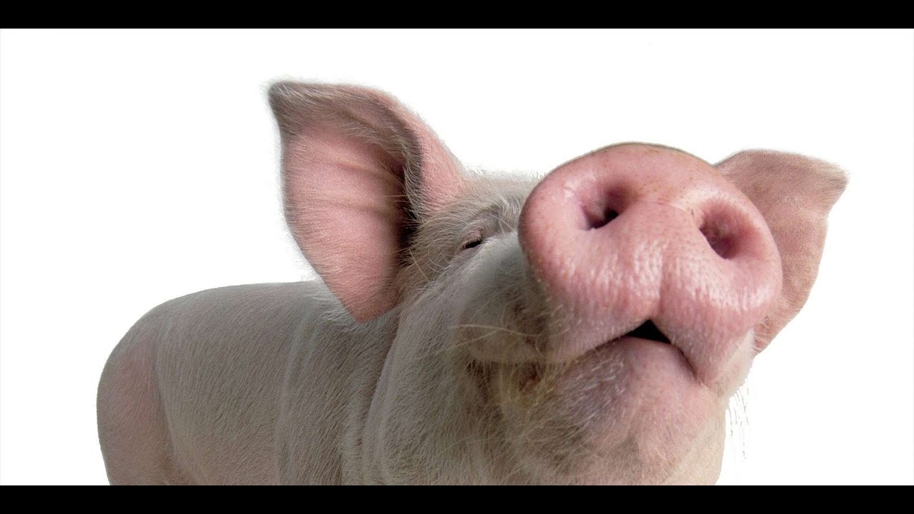PIG MATH - YouTube