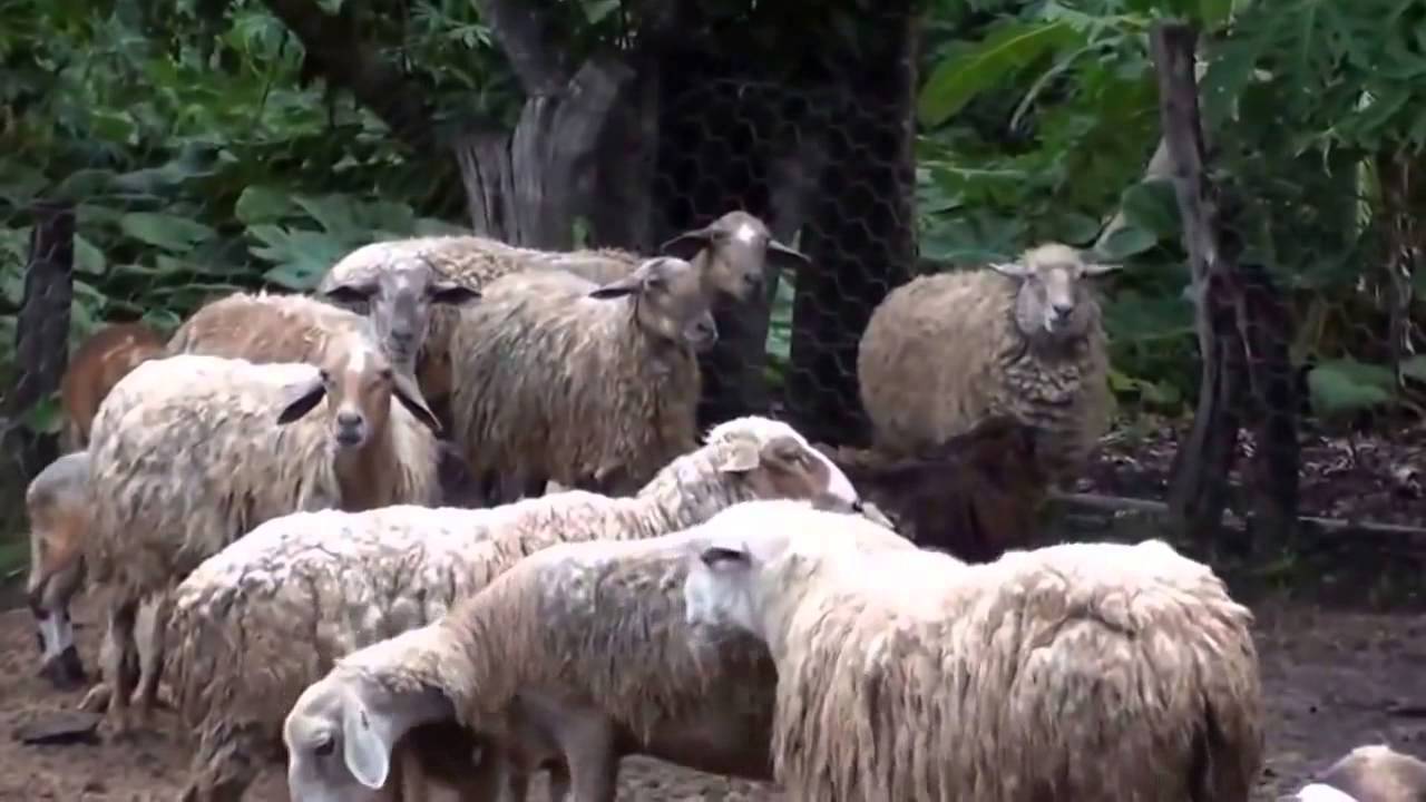 Animals Mating Animals Funny Breeding Sheep Mating - YouTube