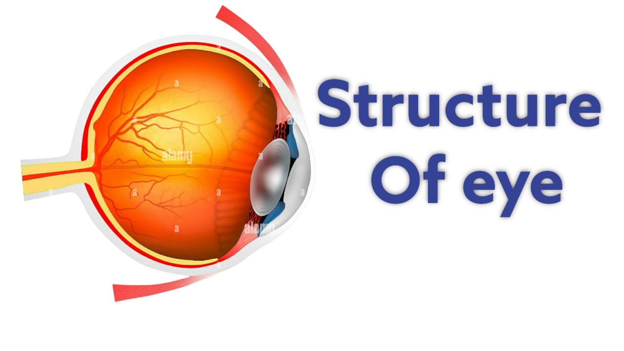 structure of eye | ocular anatomy and physiology - YouTube