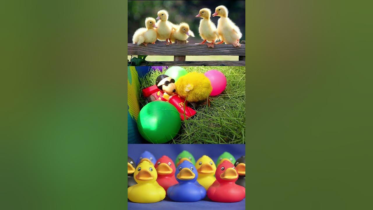 Cute ducklings, rainbow chicks, colorful balls, animal - Part 70 - YouTube