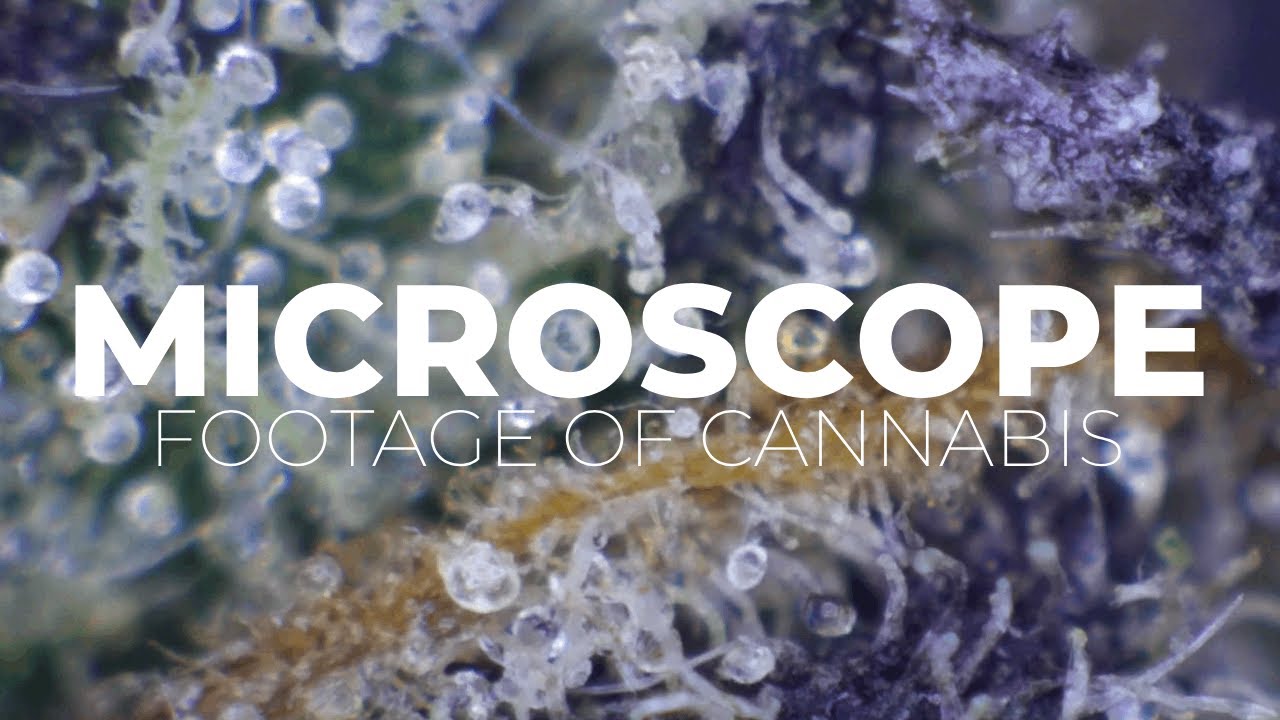 Strain Analysis - Old Fashioned Cookies (Microscope & 4K Imaging) - YouTube