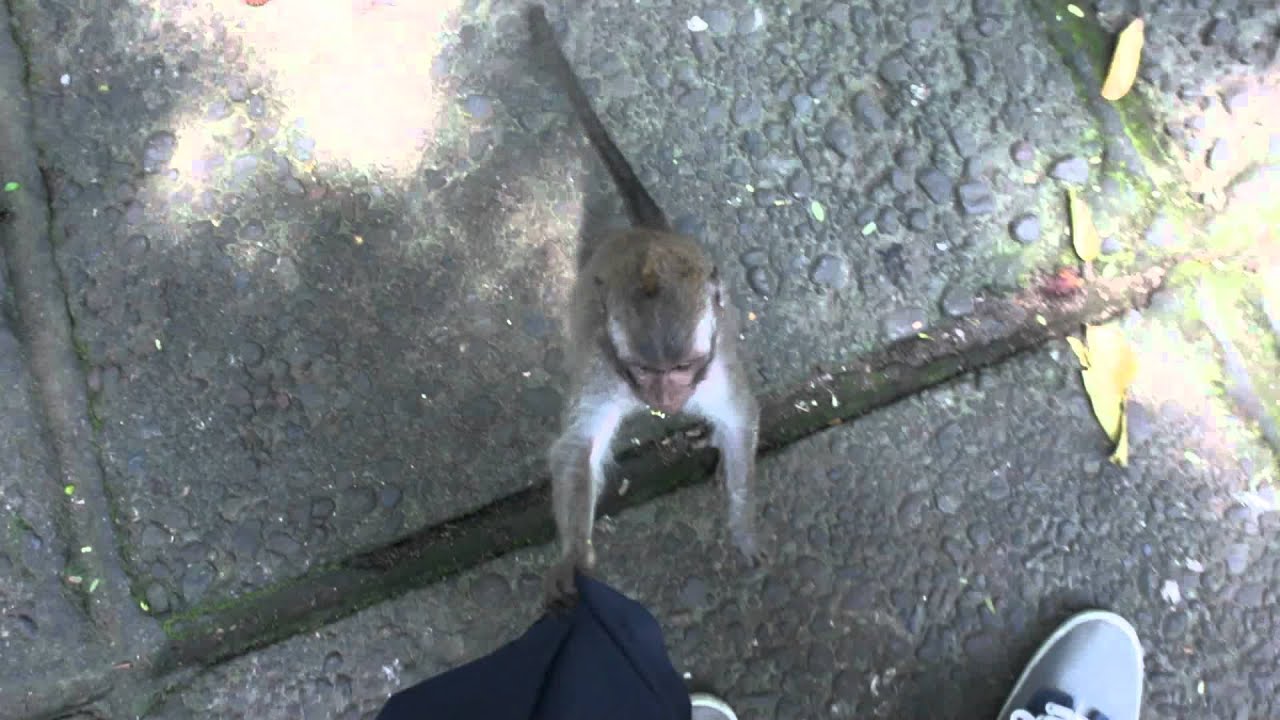 Monkey Grabs Makaio - YouTube