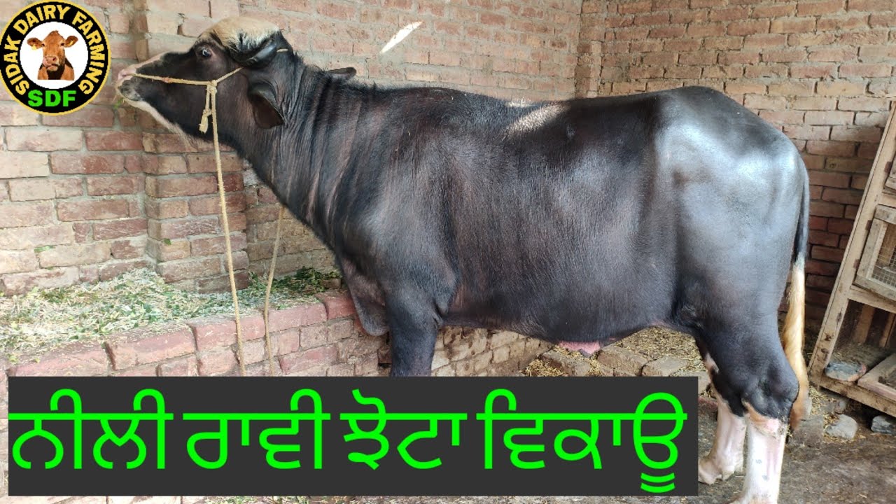 Neeli ravi bull for sale, ਨੀਲੀ ਰਾਵੀ ਦਾ ਝੋਟਾ ਵਿਕਾਊ - YouTube