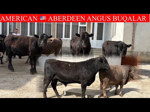 AMERICAN 🇺🇸 ABERDEEN ANGUS BUQALAR BUNAQASI BOSHQA JOYDA YO’Q 😲