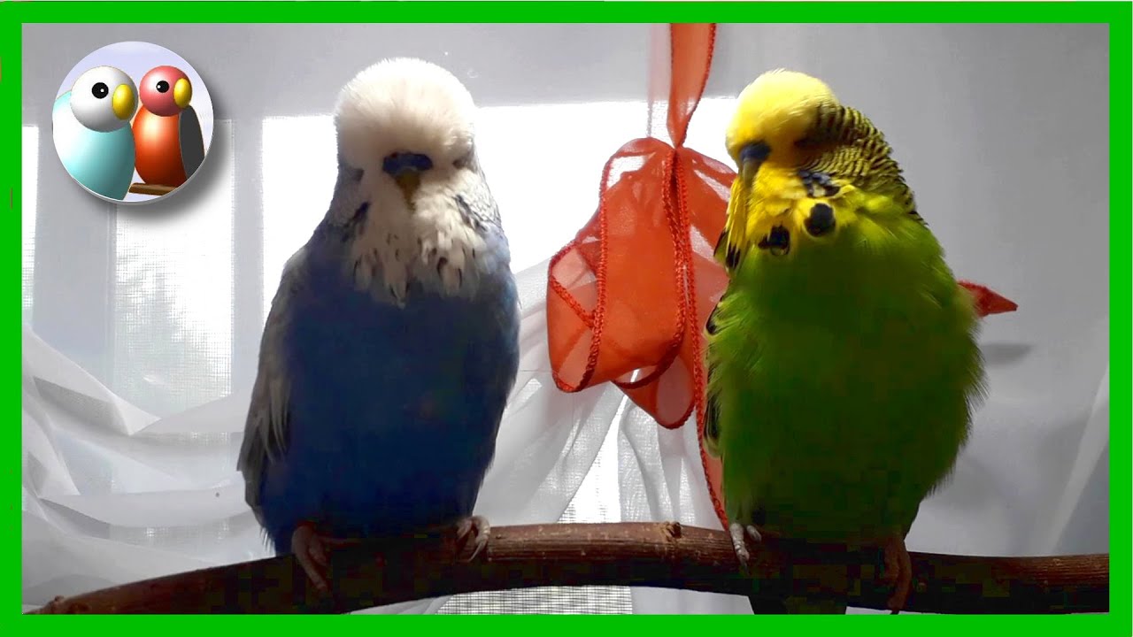 What do Parakeets Talk to Each Other? Budgies Chirping 3 - YouTube