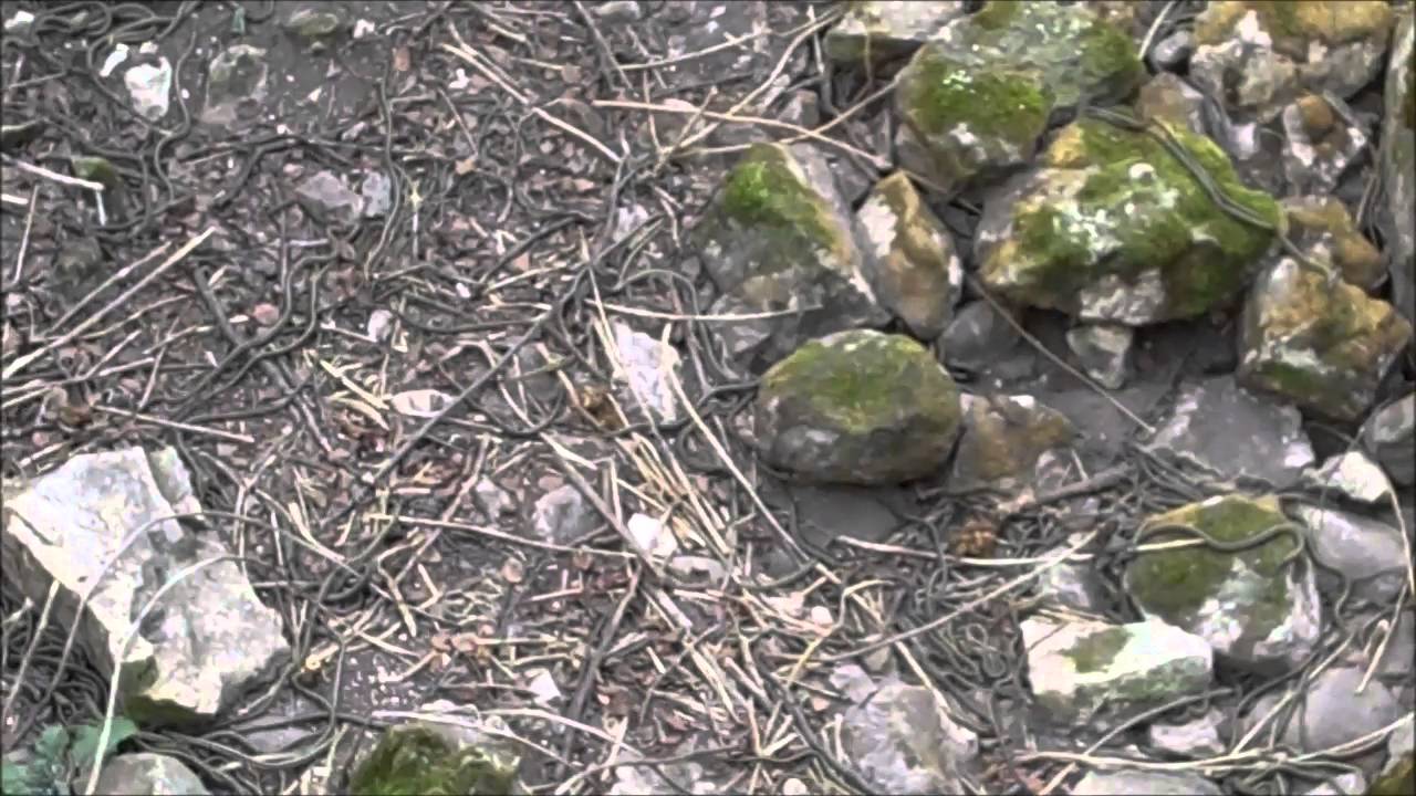 The Snake Pits of Narcisse, Manitoba, 2016 - YouTube
