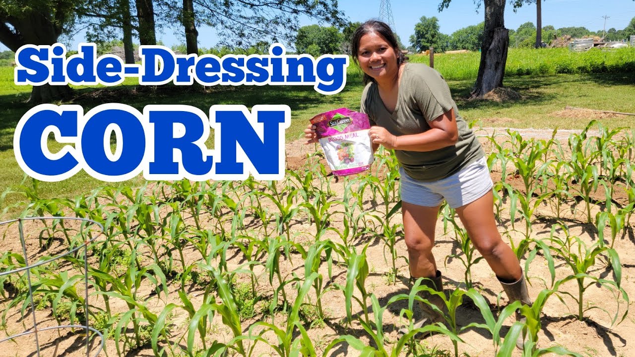 Side-Dressing Corn With Organic Blood Meal - YouTube