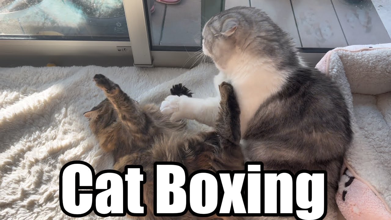 Cat Boxing - YouTube