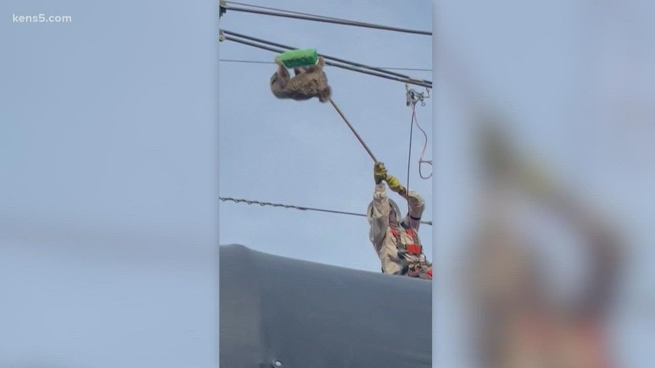 Sloth rescue: Animal saved from possible electrocution after climbing ...