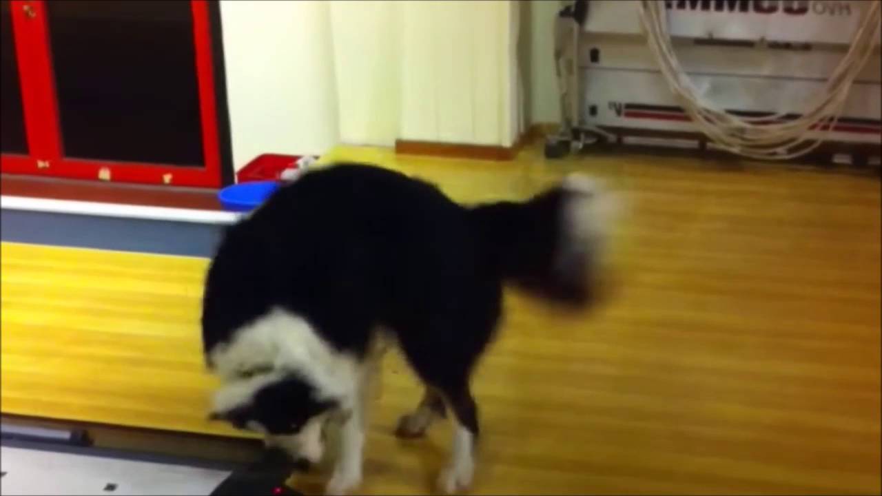 Dog freaks out in bowling alley (viral video) - YouTube