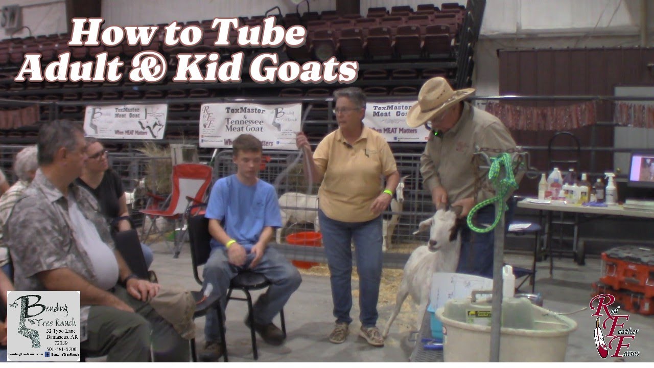 How to Tube Adult and Kid Goats - YouTube