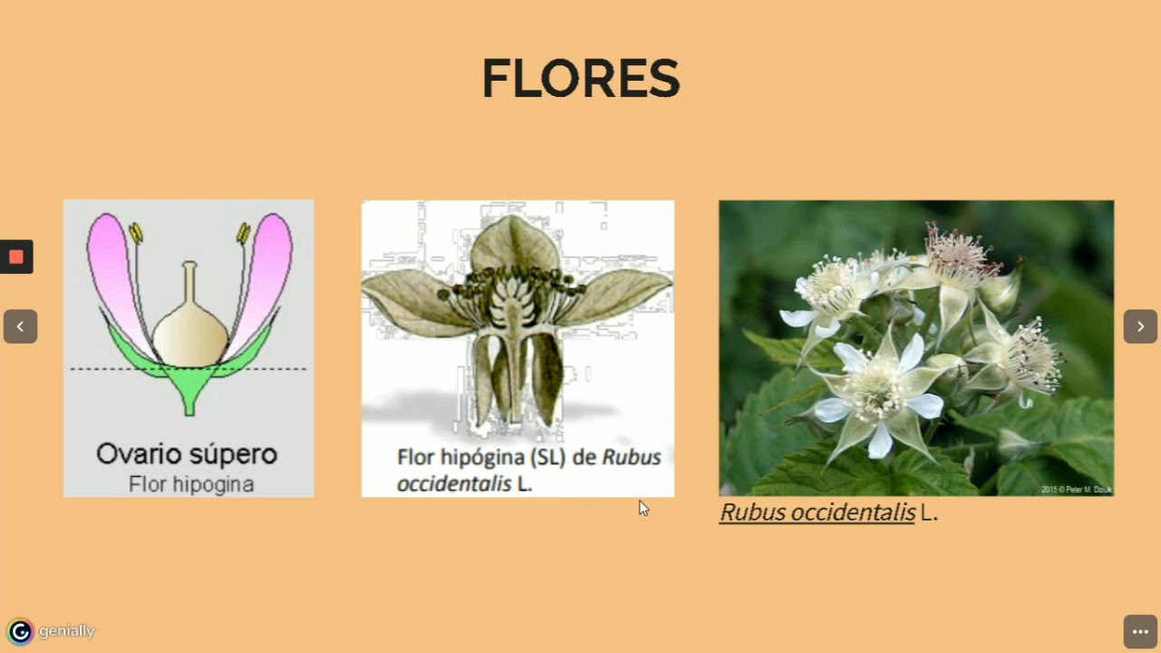 Familia Rosaceae - YouTube