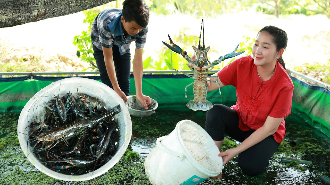 Harvest Australia Prawn from my uncle farm for curry bread | Juicy ...