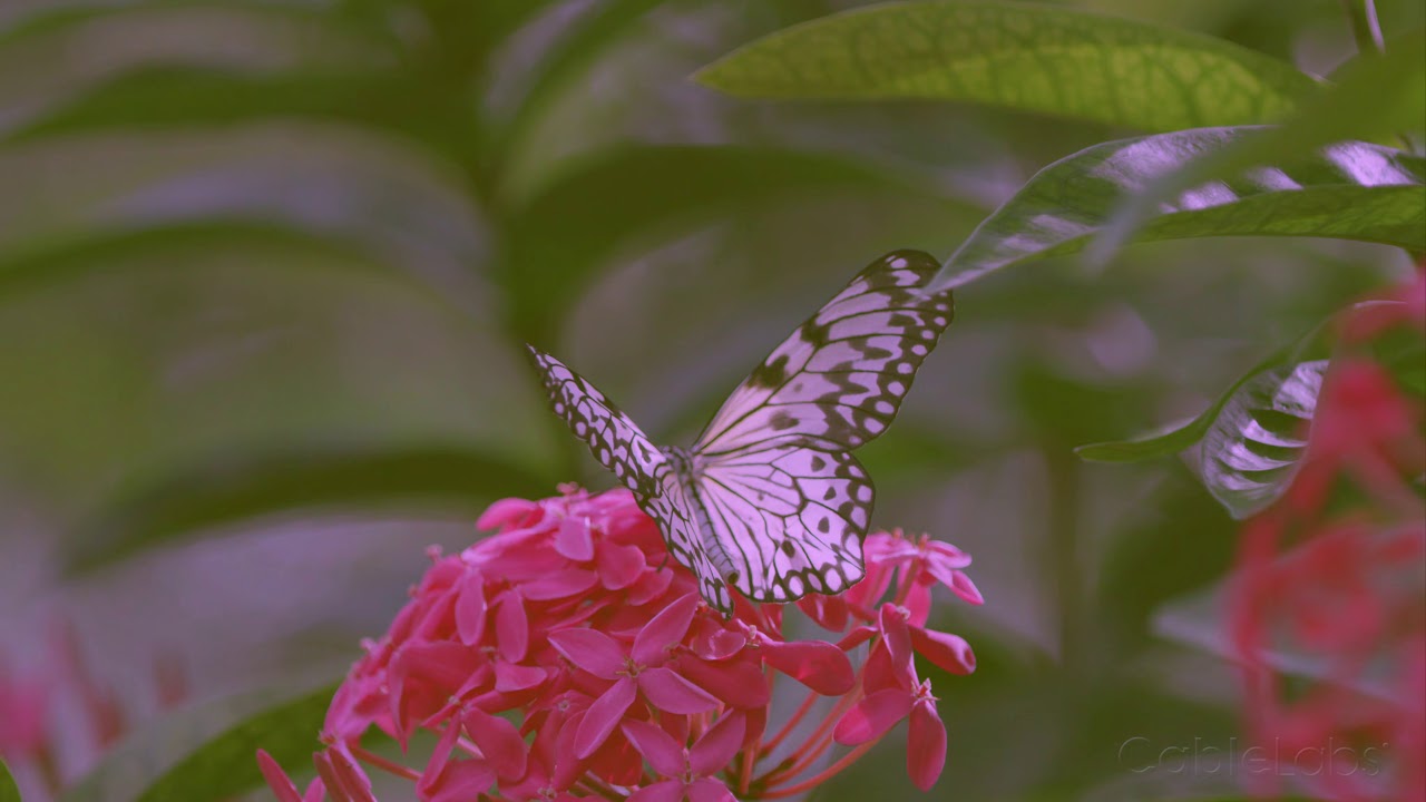 REAL 4K HDR10 | LIFE UNTOUCHED | CAPTURED IN UHD 60fps - YouTube