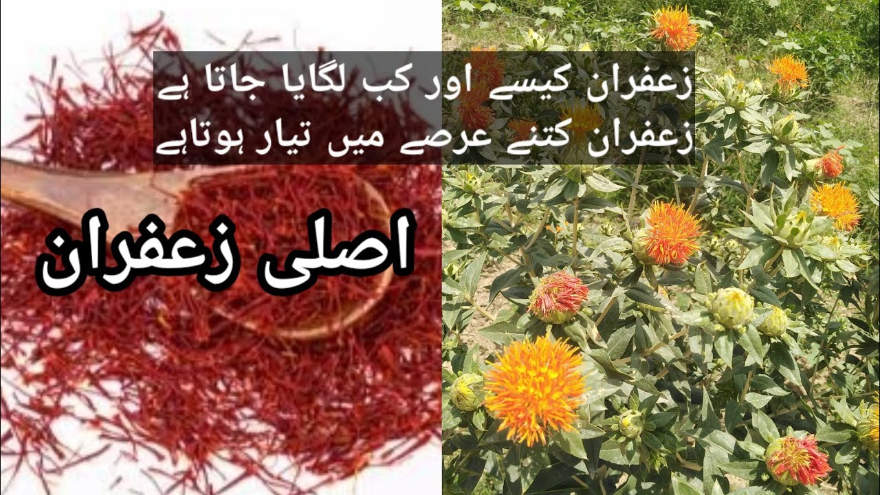 Grow Saffron | How to grow Zafran | zafran ke fayde | Saffron flower🌺 ...