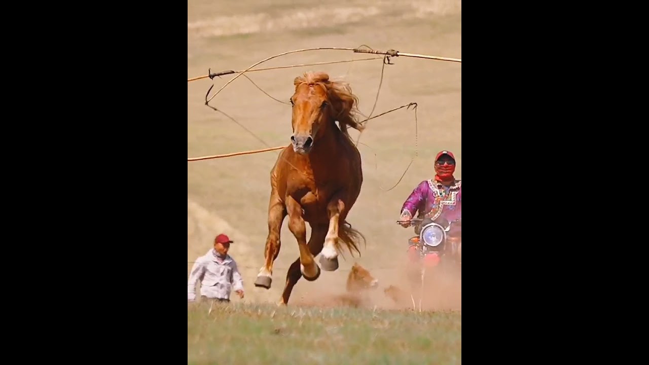 Racing horse #short #reels - YouTube