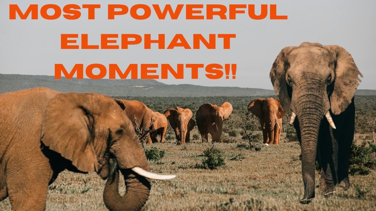 The Most Powerful Elephant Moments Caught on Camera! - YouTube