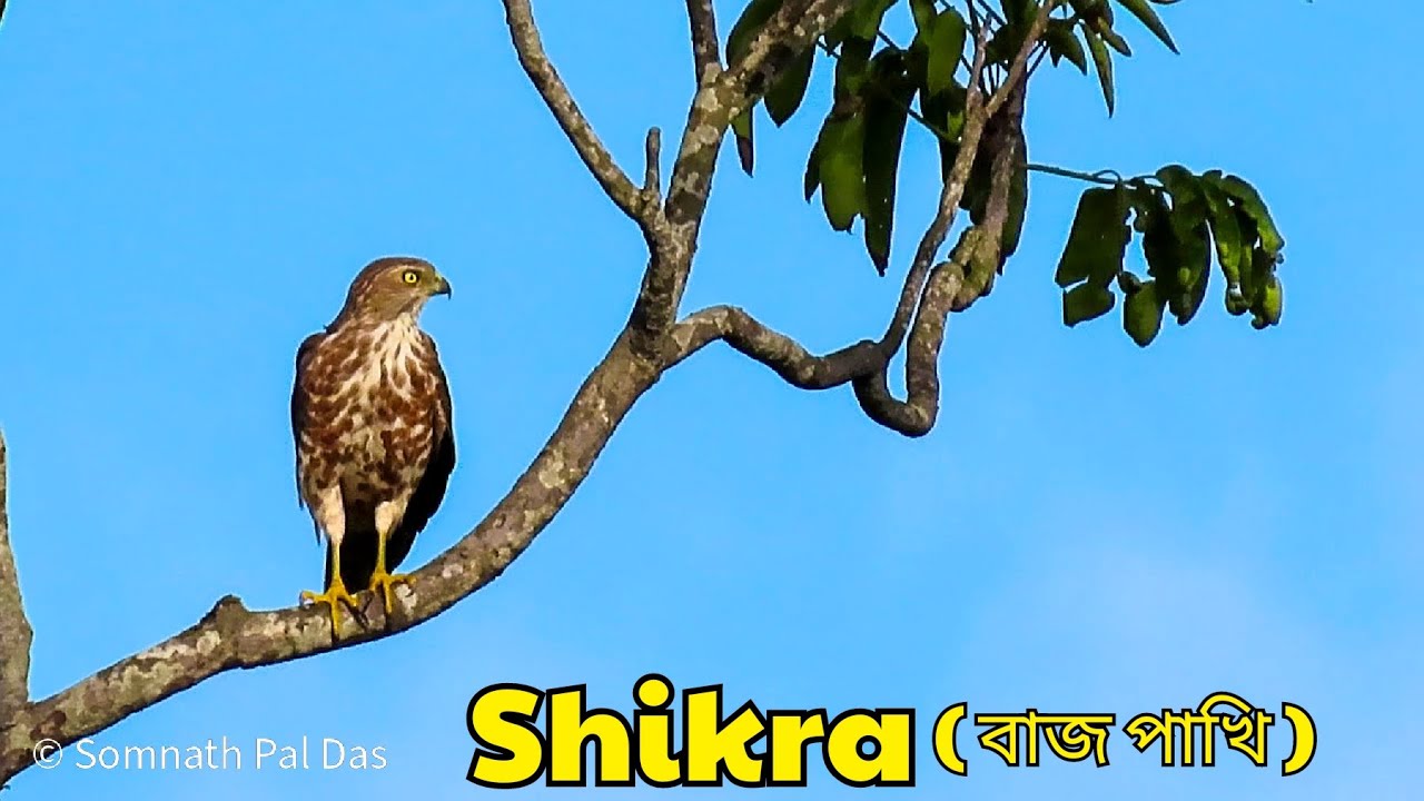 Shikra | Baaz | বাজ পাখি | Little Banded Goshawk | Bird of Prey ...