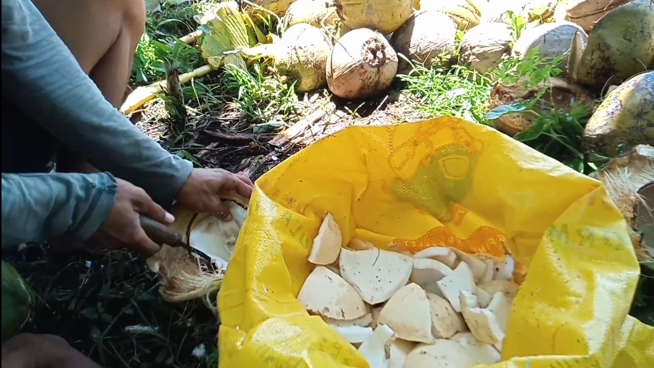 Preparing Copra With My Cousin - YouTube