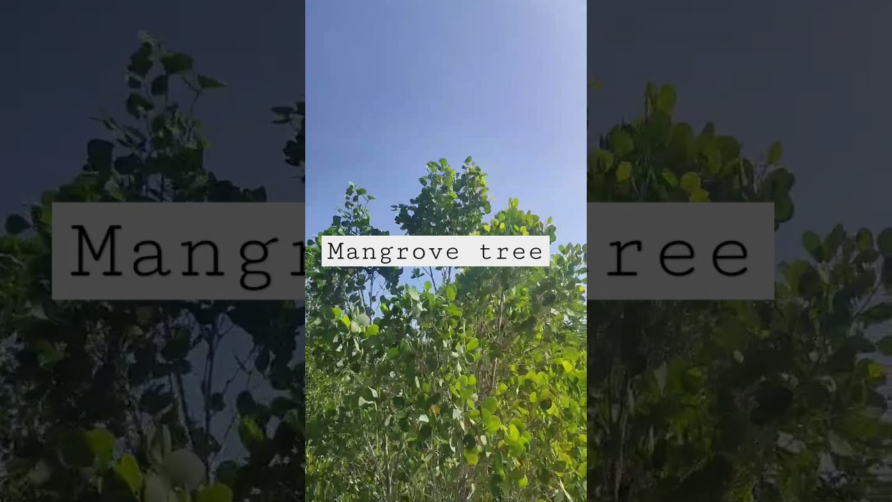 The Life Cycle of Mangrove Tree #shorts #mangroves#truefacts # ...