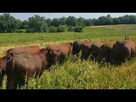 Missing Bull 25 - YouTube