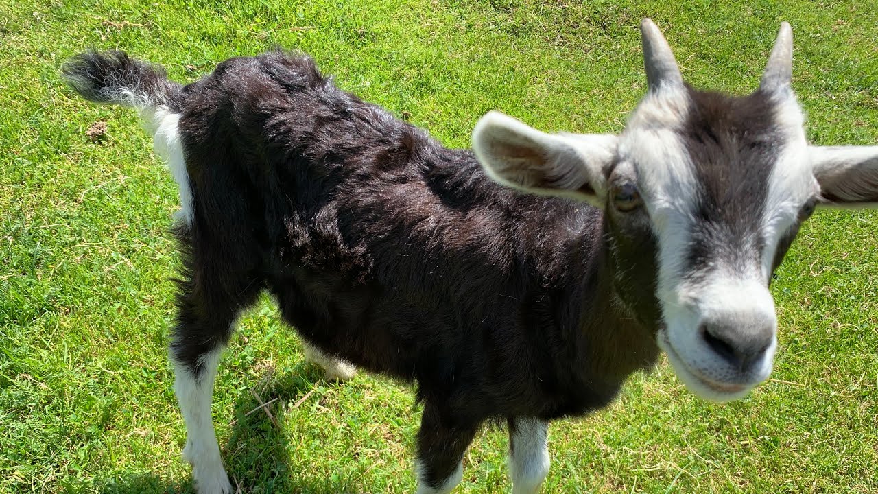 Cuccioli di capra 🐐 al pascolo - YouTube